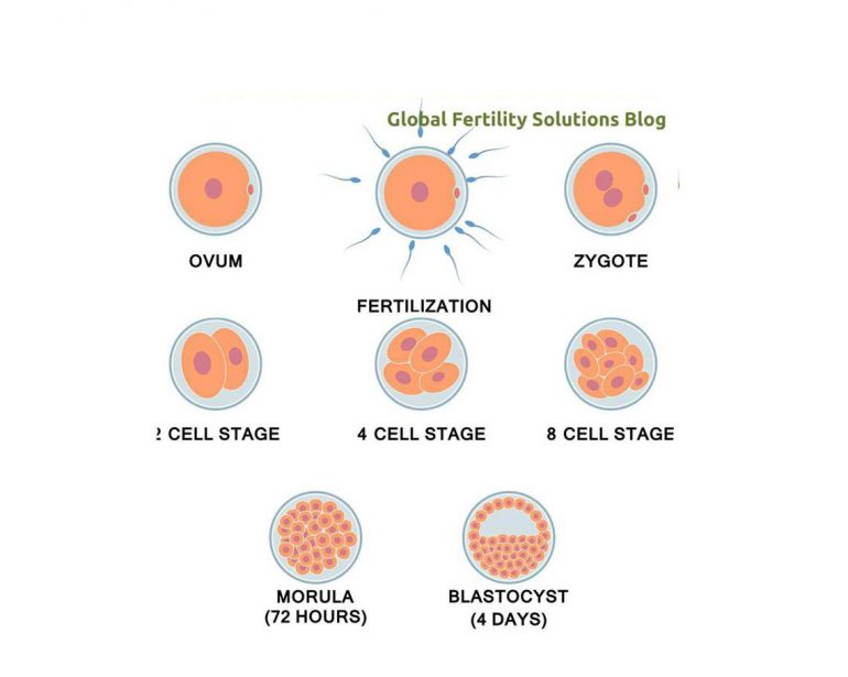 Embryo Grading – Finney Hospital & Fertility Centre